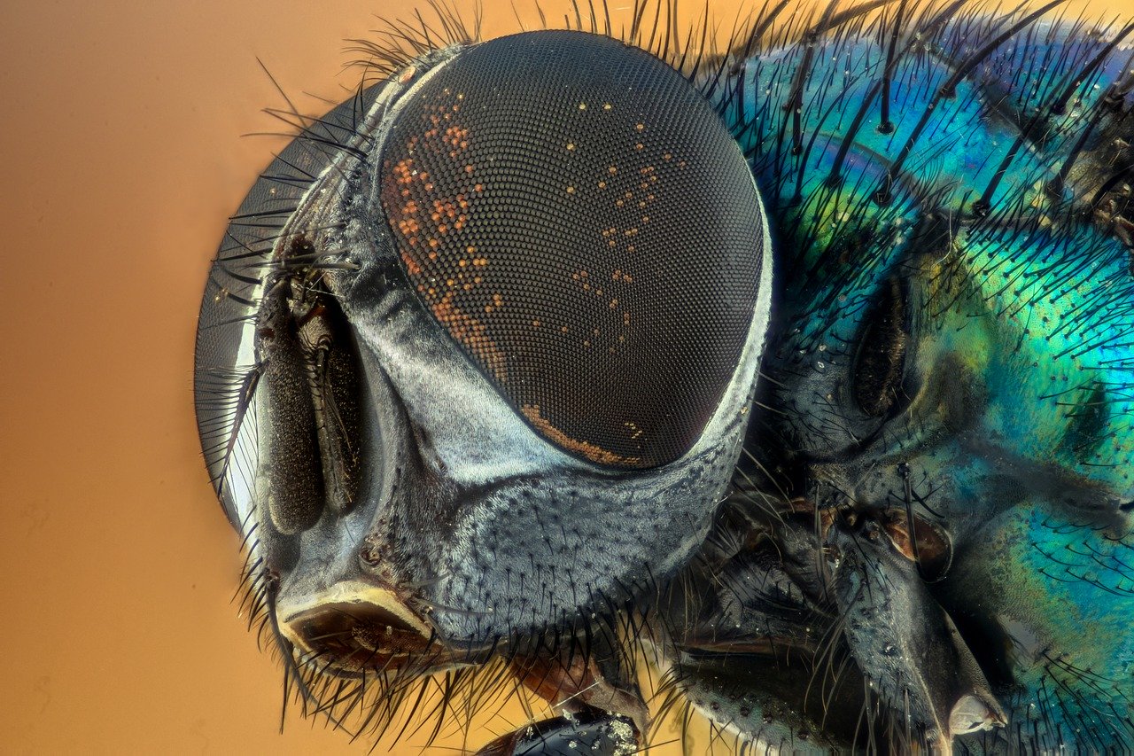 7 Tips: How to Get Rid of Flies in the House Quickly - Pest Pit