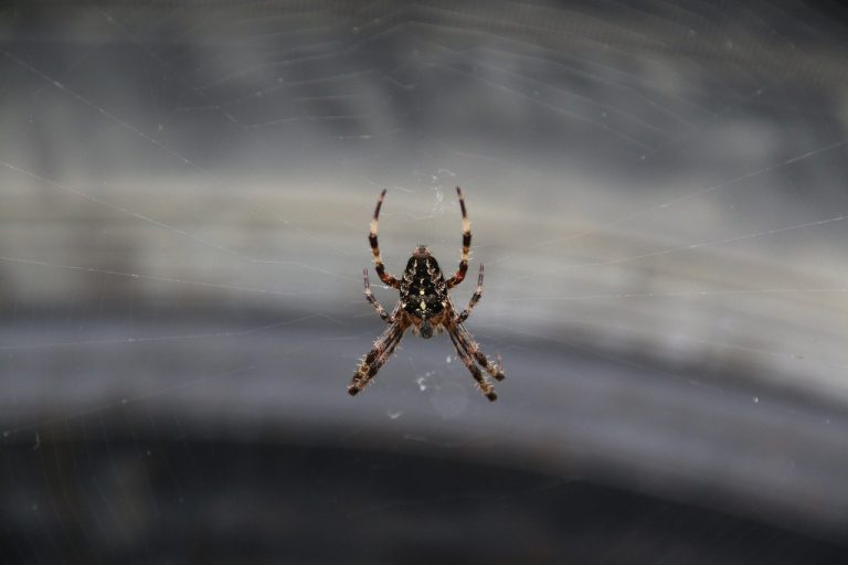 7 Tips to Help You Get a Spider out of Your Car - Pest Pit