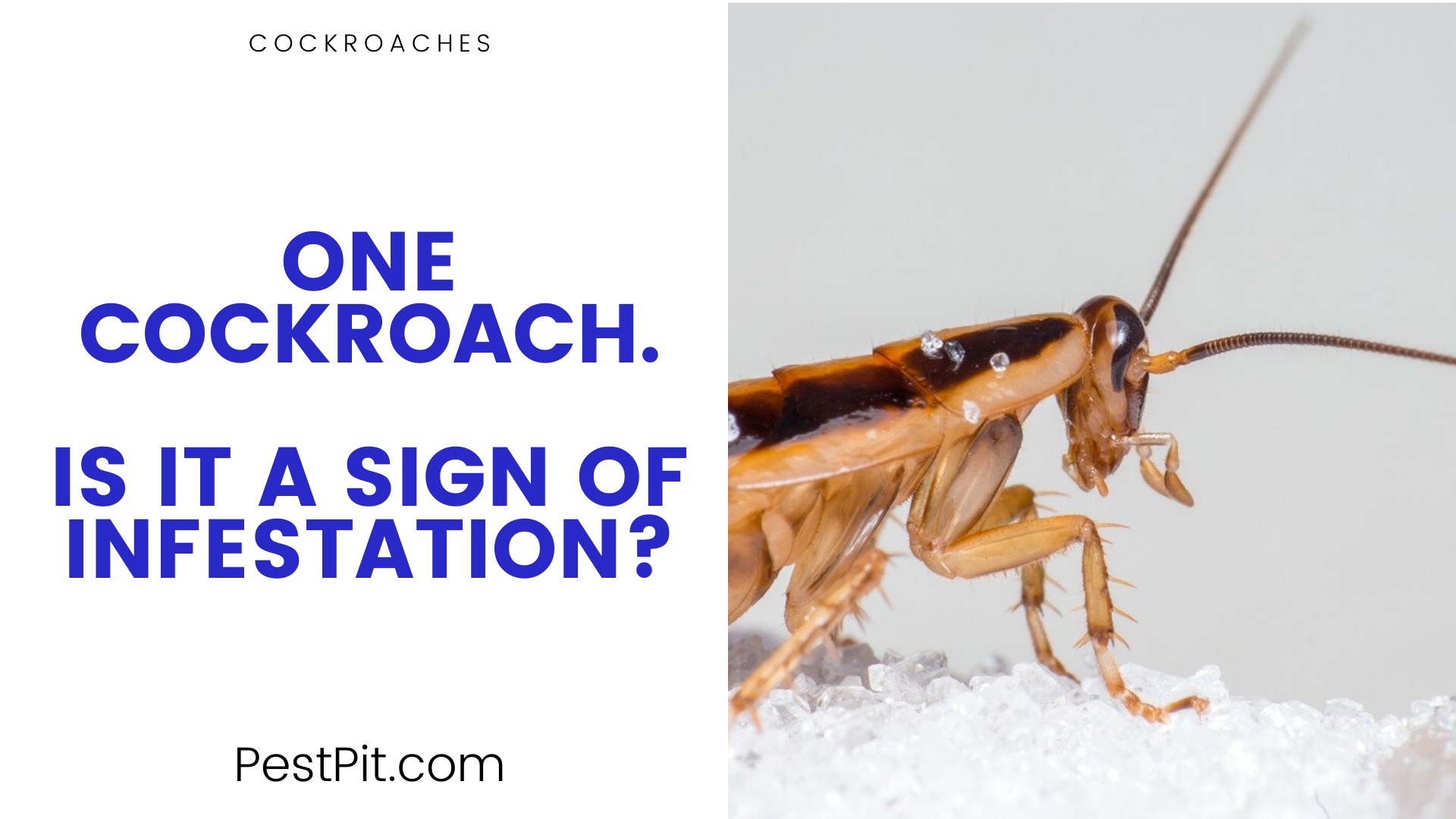 Is One Cockroach A Sign Of Infestation? - Pest Pit
