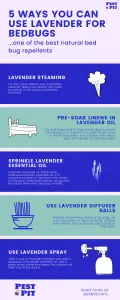 Do Bed Bugs Hate Lavender? 5 Ways To Use It - Pest Pit