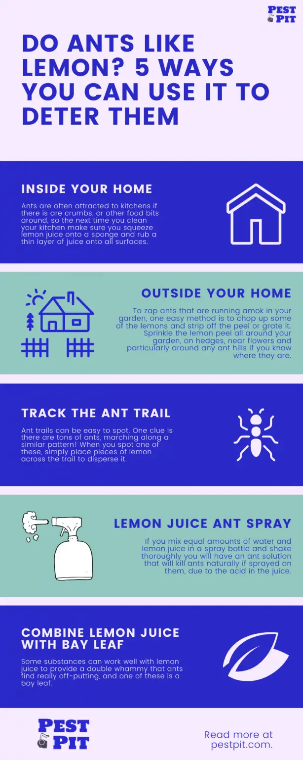 Do Ants Like Lemon? 5 Ways You Can Use It To Deter Them - Pest Control