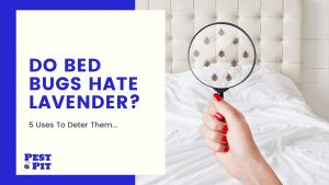 Do Bed Bugs Hate Lavender? 5 Ways To Use It - Pest Pit