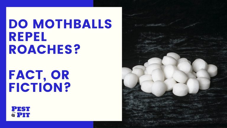 Do Mothballs Repel Roaches? Fact, Or Fiction? - Pest Pit