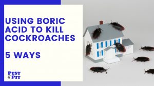 Using Boric Acid To Kill Cockroaches - 5 Ways - Pest Pit