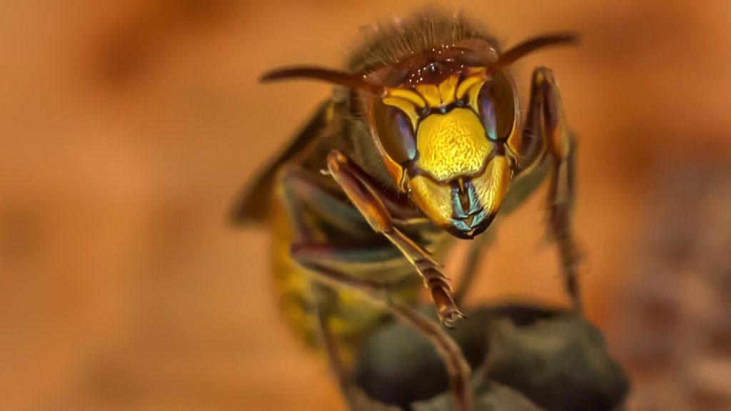 what-is-the-purpose-of-hornets-i-have-5-for-you-here-pest-control