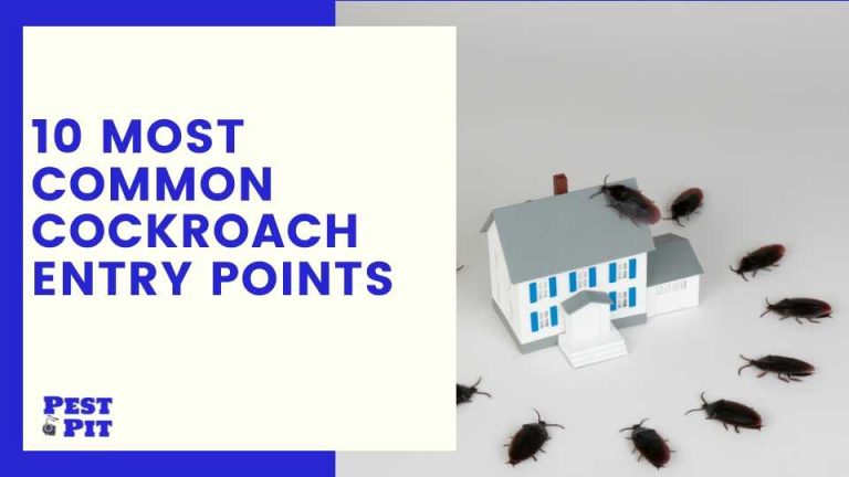 10 Most Common Cockroach Entry Points - Pest Pit
