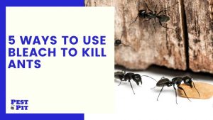 5 Ways To Use Bleach To Kill Ants - Pest Pit