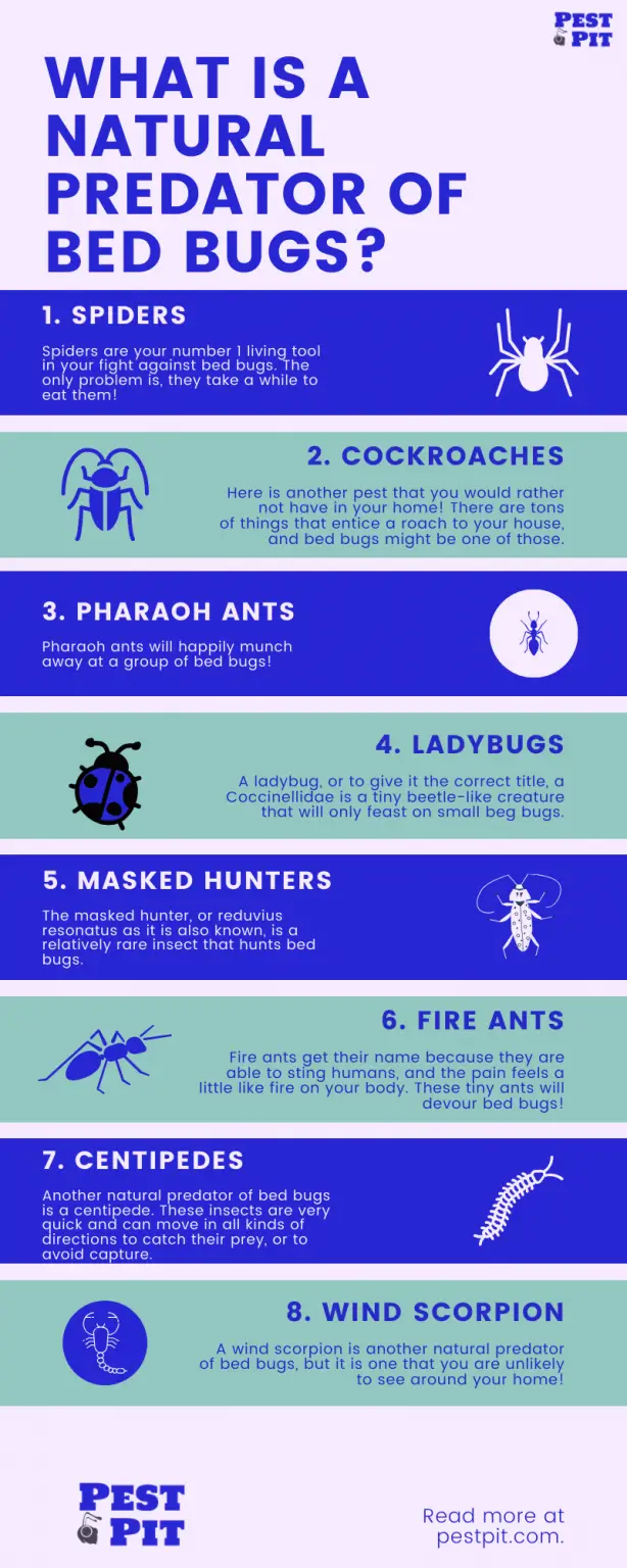 What Is A Natural Predator Of Bed Bugs? 8 Identified Here - Pest Control