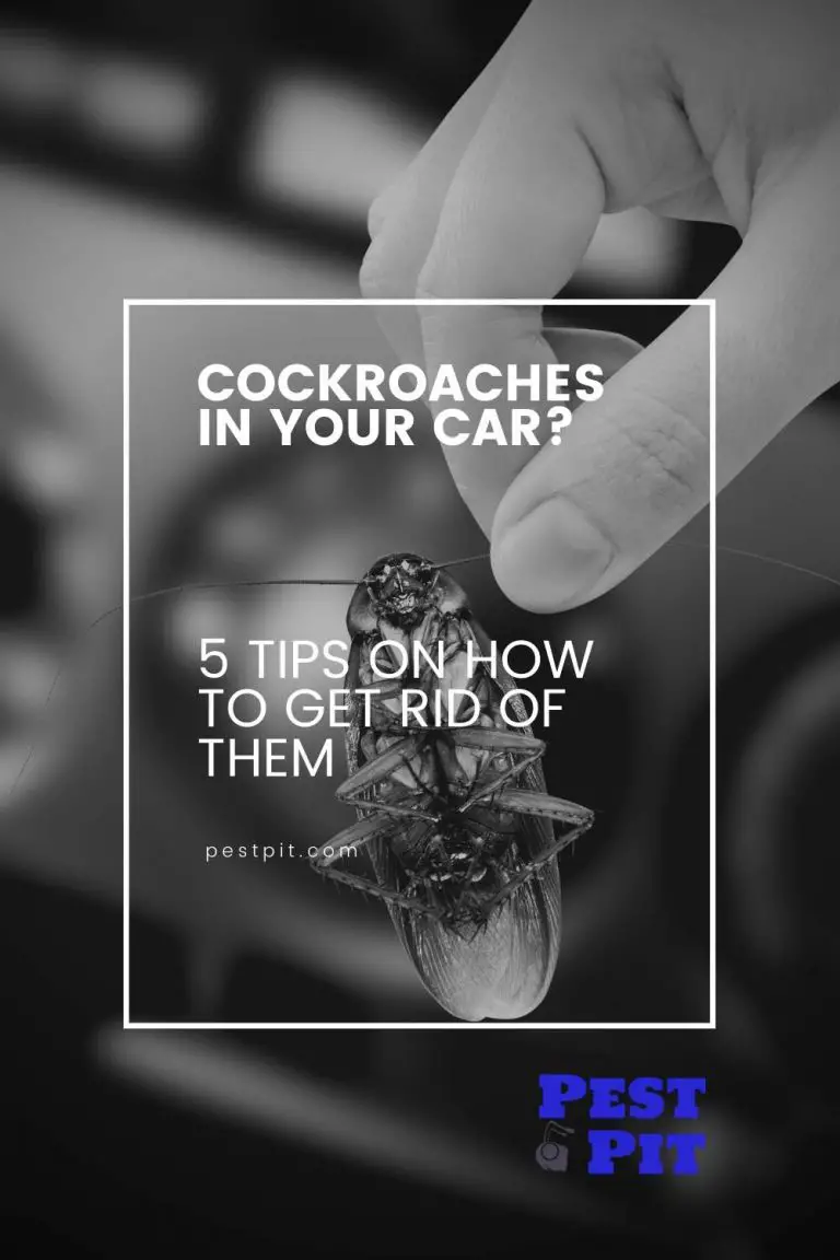 Cockroaches In Your Car? 5 Tips On How To Get Rid Of Them - Pest Pit