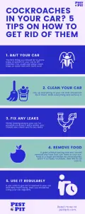Cockroaches In Your Car? 5 Tips On How To Get Rid Of Them - Pest Pit