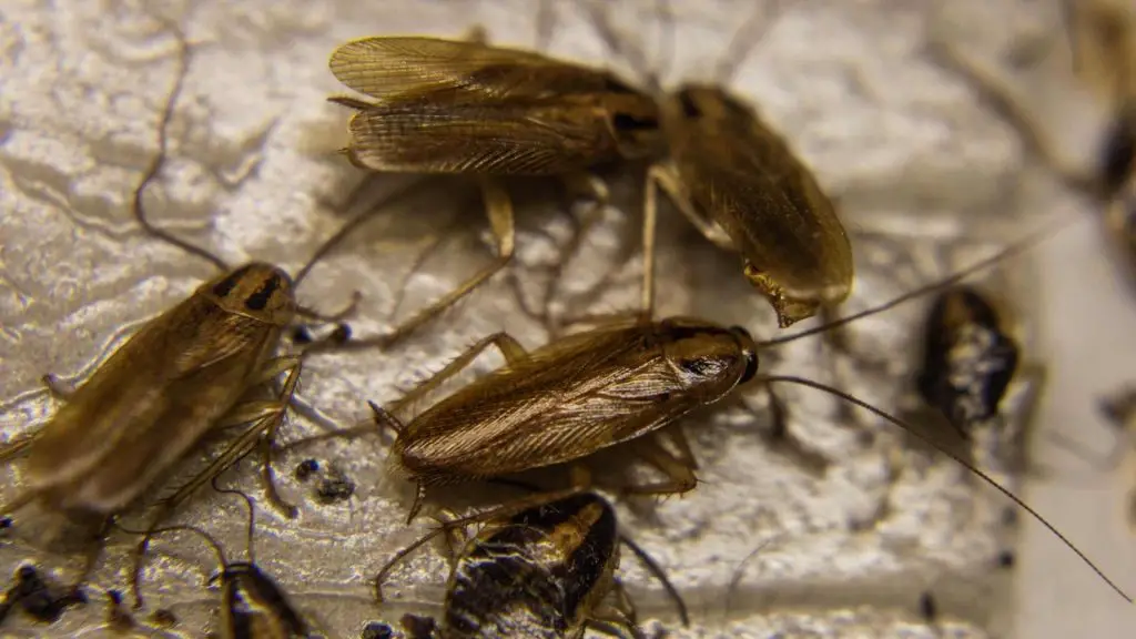 Where Do Roaches Come From In The Bathroom? 5 Places - Pest Pit