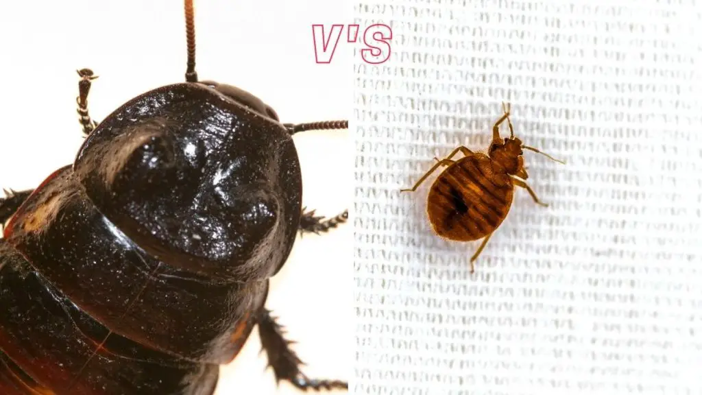 Bed Bug Vs Cockroach What Is The Difference Pest Control