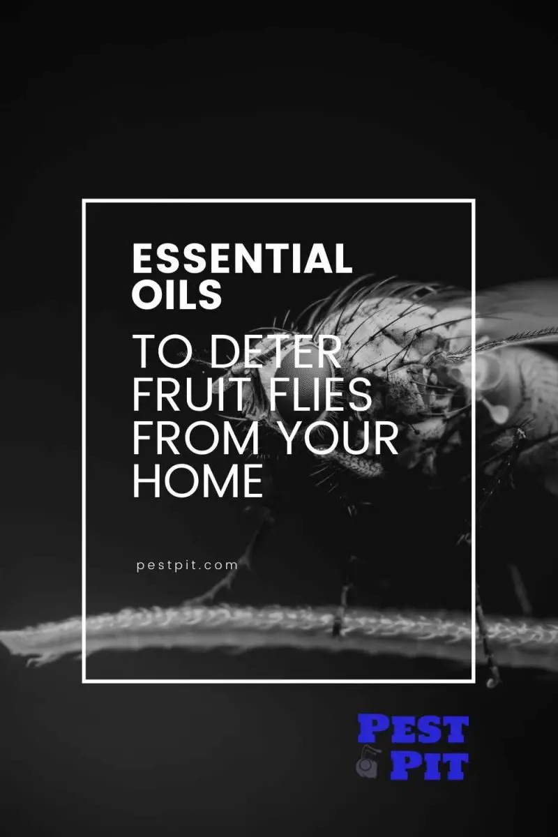 5 Essential Oils To Repel Fruit Flies From Your Home - Pest Pit