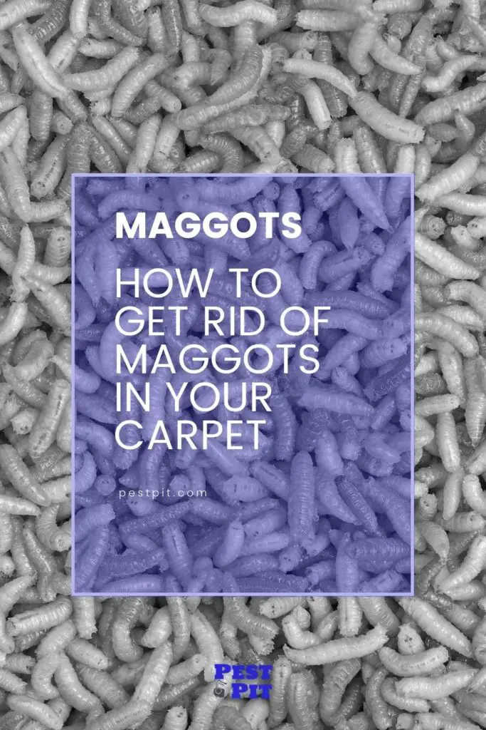 9 Ways To Get Maggots Out Of Your Carpet - Pest Pit