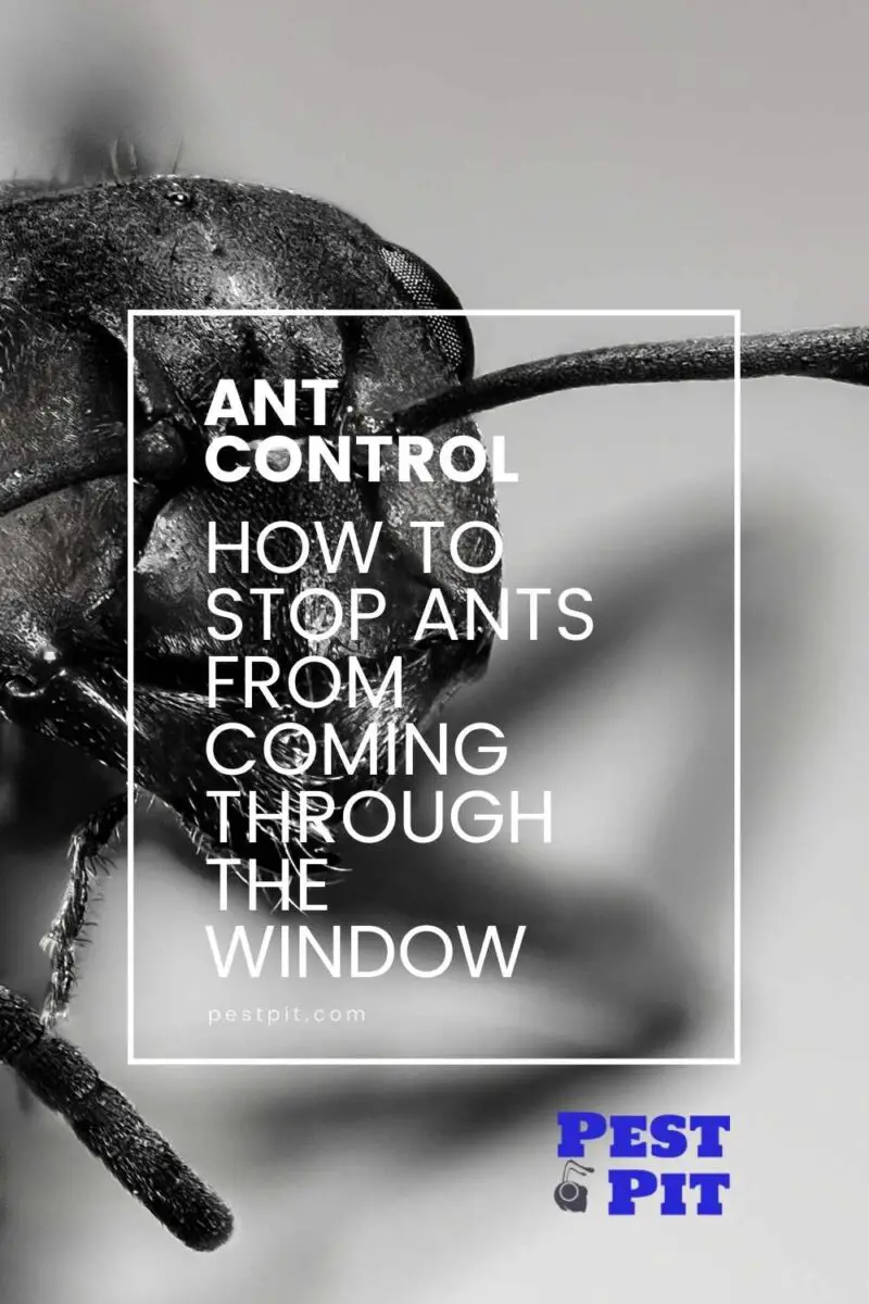 How To Stop Ants From Coming Through The Window - Pest Pit