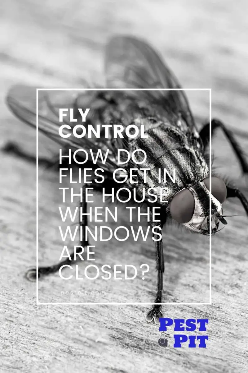 How Do Flies Get In The House When The Windows Are Closed? - Pest Pit