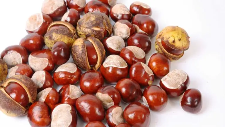 How Do Spiders Get In The Bath - How Can You Get Them Out - Pest Pit