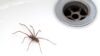 How Do Spiders Get In The Bath - How Can You Get Them Out - Pest Control