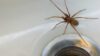 How Do Spiders Get In The Bath - How Can You Get Them Out - Pest Pit
