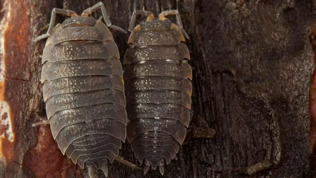 How To Stop Woodlice From Entering Your House - Pest Pit