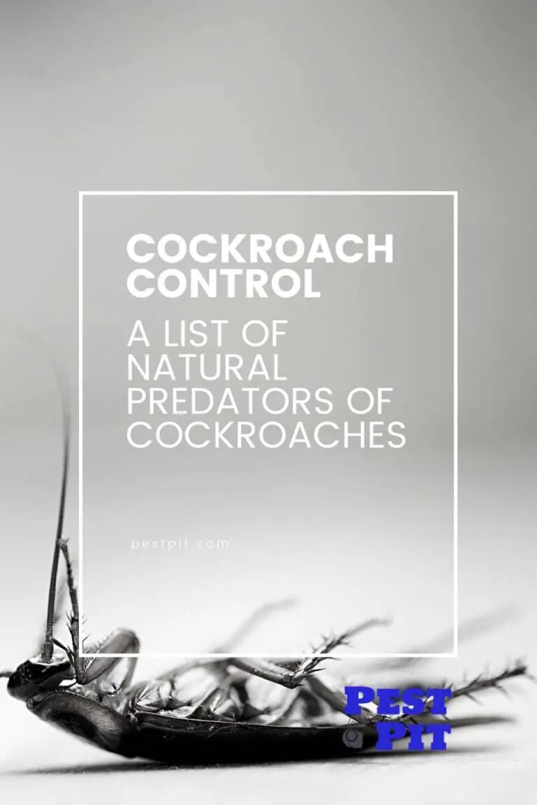 Natural Predators Of Cockroaches - Pest Pit