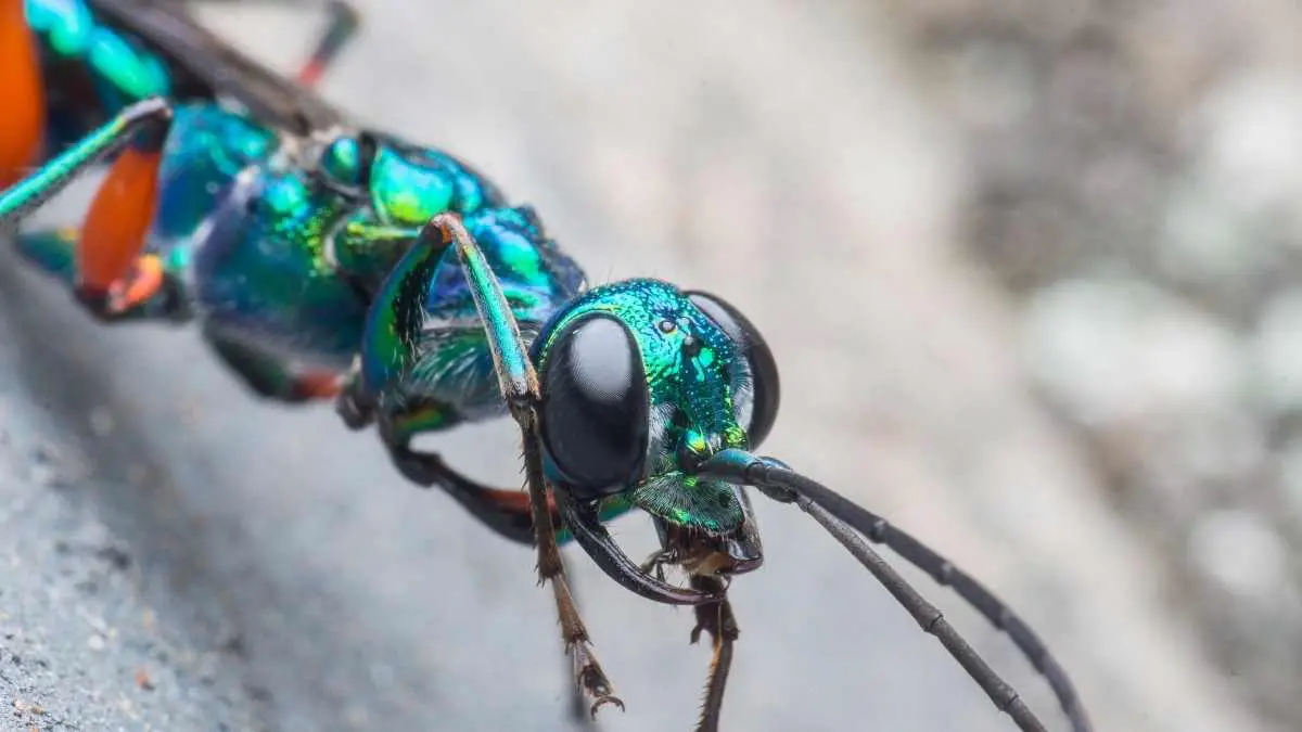 Natural Predators Of Cockroaches - Pest Pit