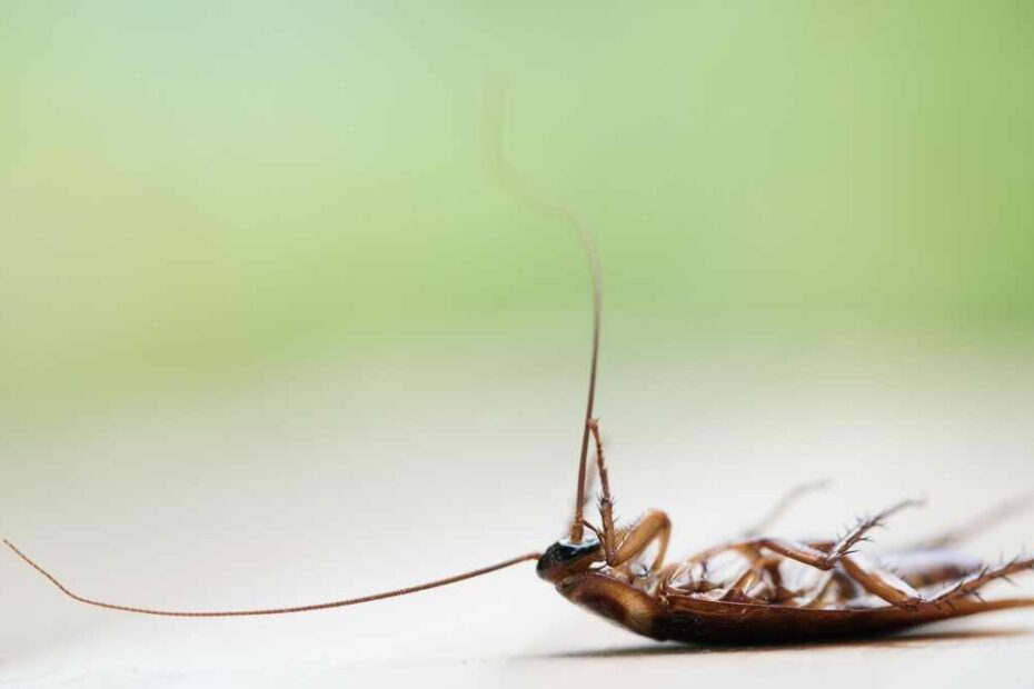 Natural Predators Of Cockroaches - Pest Pit