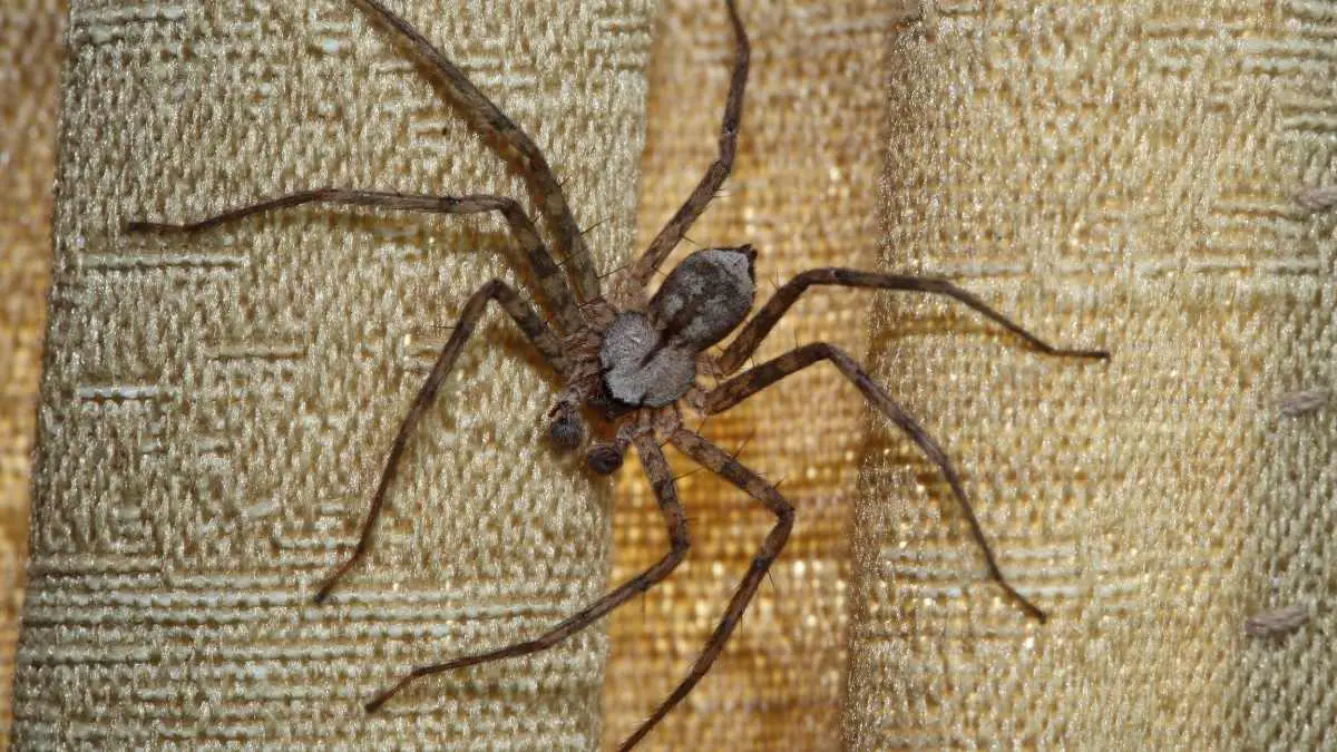 Natural Predators Of Cockroaches - Pest Pit