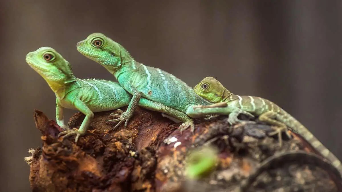 Natural Predators Of Cockroaches - Pest Pit