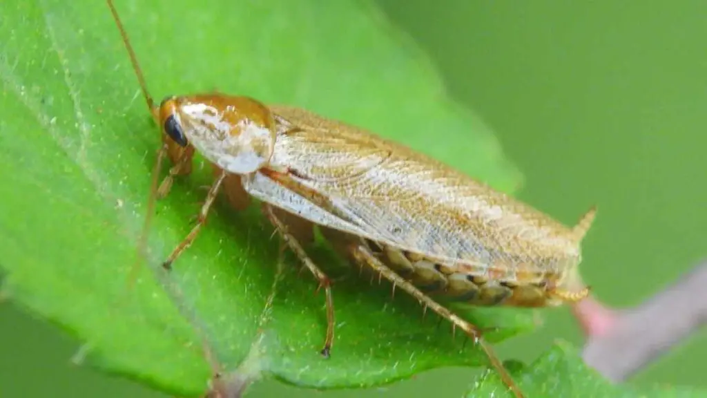 What Can Cockroaches Eat? 20+ Items Answered - Pest Control