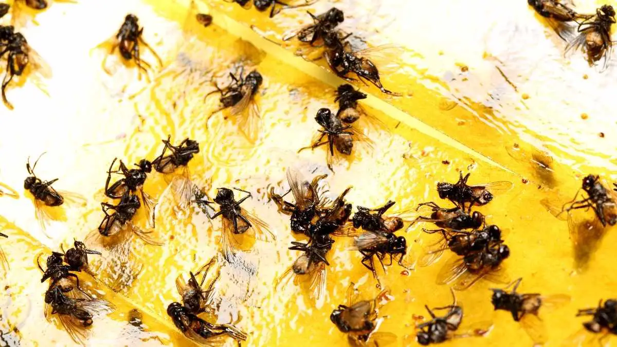 10 Tricks To Get Rid Of Gnats In The Kitchen - Pest Pit