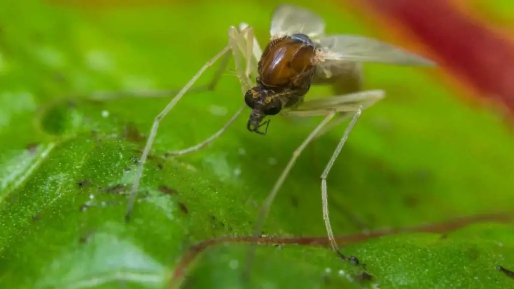 10 Tricks To Get Rid Of Gnats In The Kitchen - Pest Control