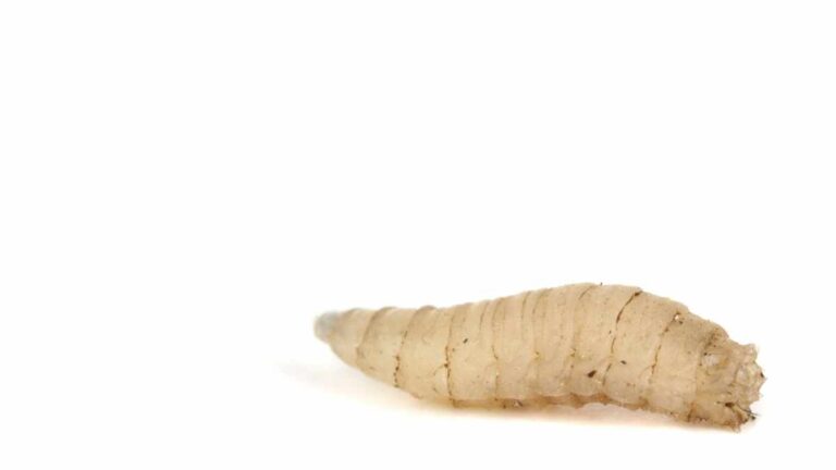 Pest Pit - DIY Pest Control