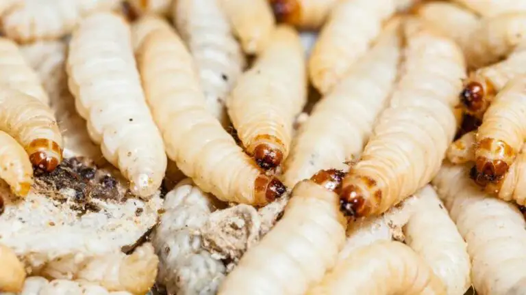 What Can I Use To Kill Maggots? - Pest Control