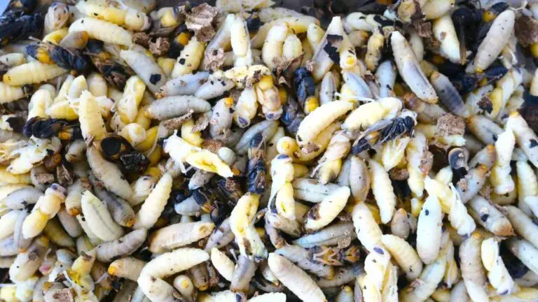 6 Common Bugs That Look Like Maggots - Pest Pit