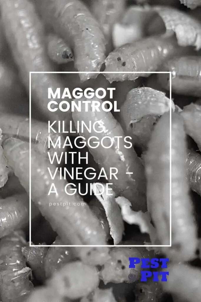 Killing Maggots With Vinegar - A Guide - Pest Pit