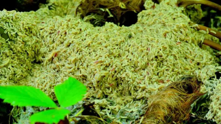 Top Reasons Why You Have Maggots in Your House - Pest Pit