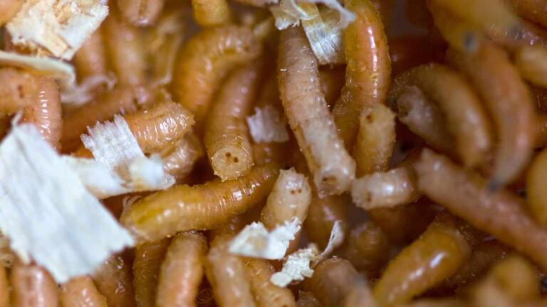 Top Reasons Why You Have Maggots in Your House - Pest Control