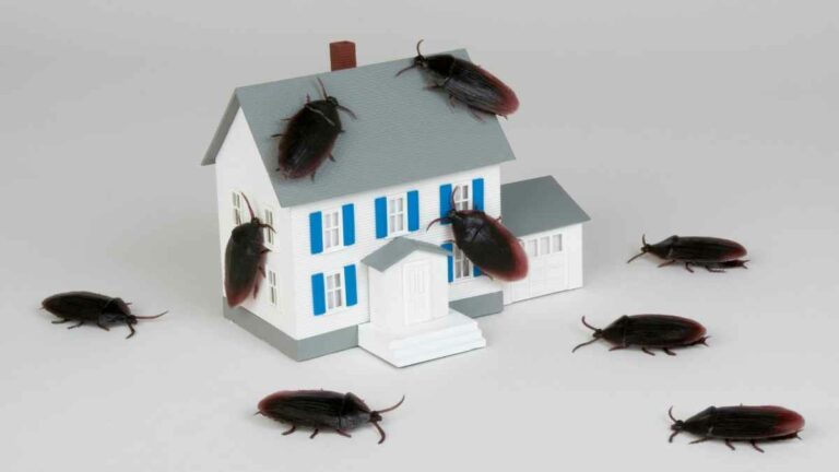 Do Cockroaches Make Noise? Yes - Here Are The Top 5 - Pest Pit