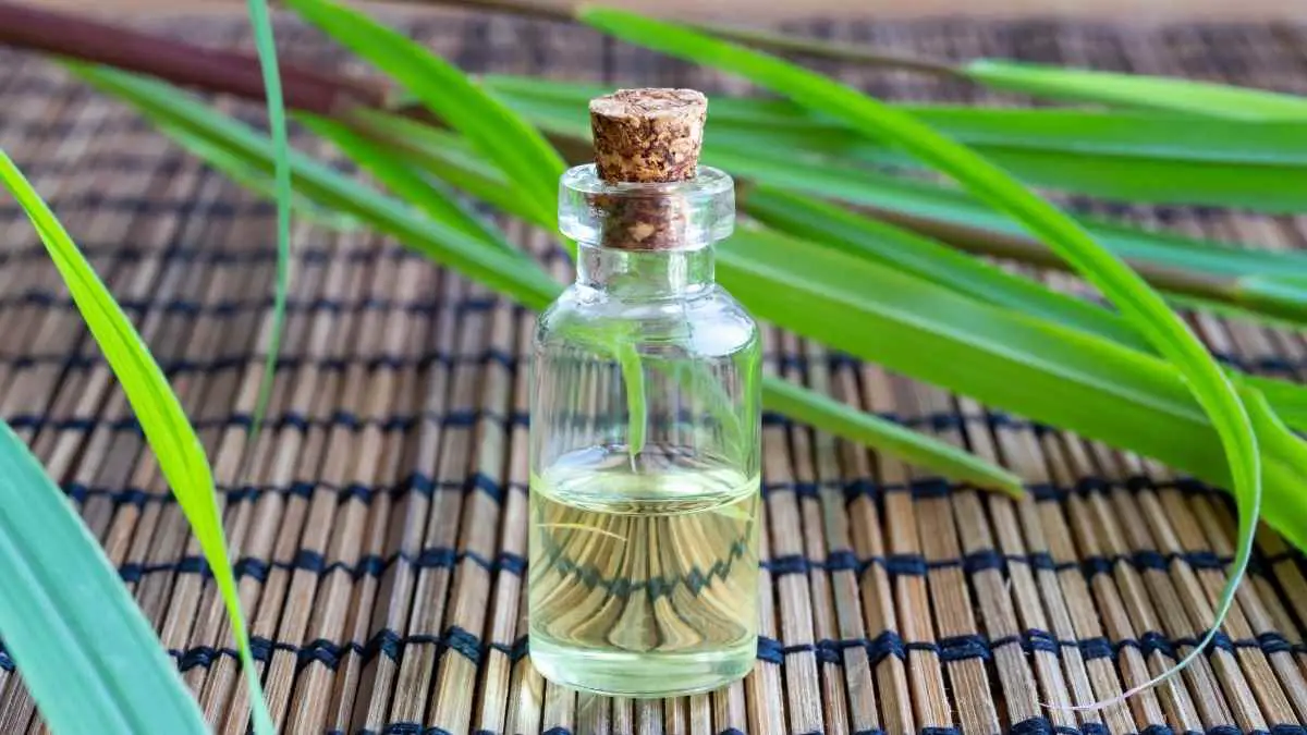 Using Essential Oils For Maggots - A Complete Guide - Pest Pit