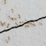 How To Get Rid Of Ants Around Pool Areas - Our Guide - Pest Control