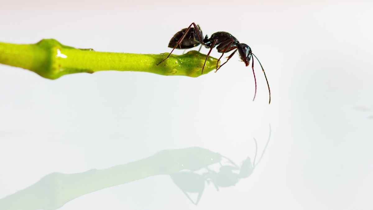 How To Get Rid Of Ants Around Pool Areas - Our Guide - Pest Pit