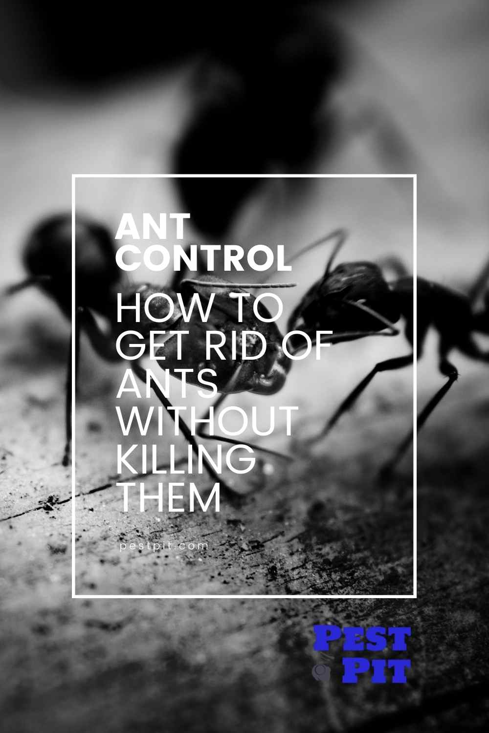 Eliminate Ants Without Harmful Chemicals: Natural Methods for Getting Rid of Ants - Pest Pit