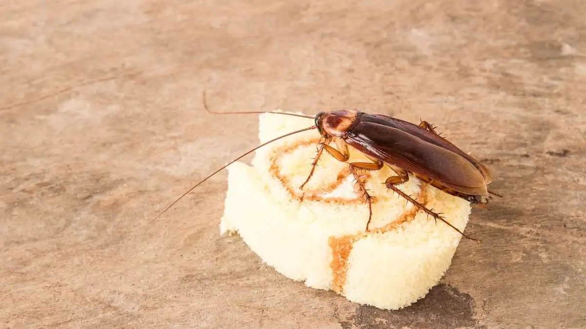 Do Cockroaches Eat Plants? What You Need to Know About Roach v Plant ...