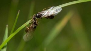What Causes Flying Ants in Your House and How to Get Rid of Them - Pest ...