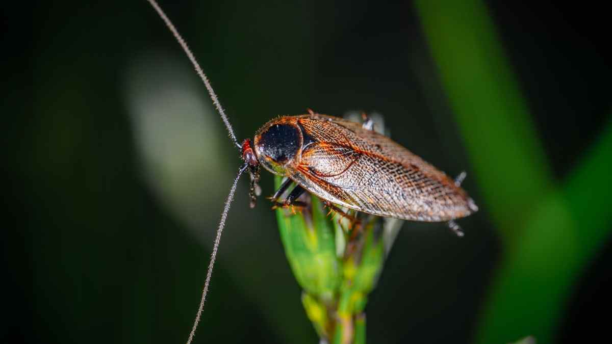 Do Cockroaches Eat Plants? What You Need to Know About Roach v Plant ...