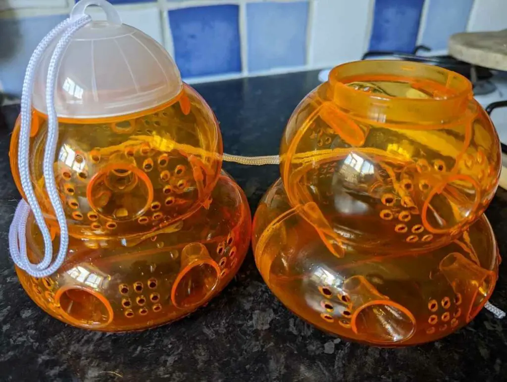 Wasps Archives - Pest Pit