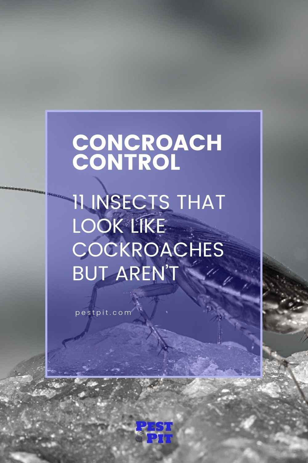 11 Insects that Look Like Cockroaches But Aren’t (Make No Mistake ...