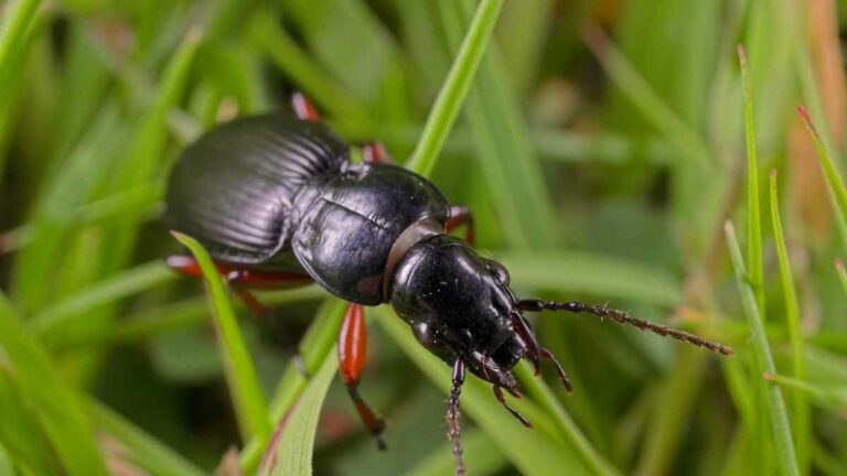 11 Insects that Look Like Cockroaches But Aren’t (Make No Mistake ...