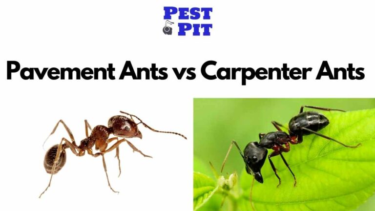 Pavement Ants vs Carpenter Ants; Telling the Difference - Pest Pit